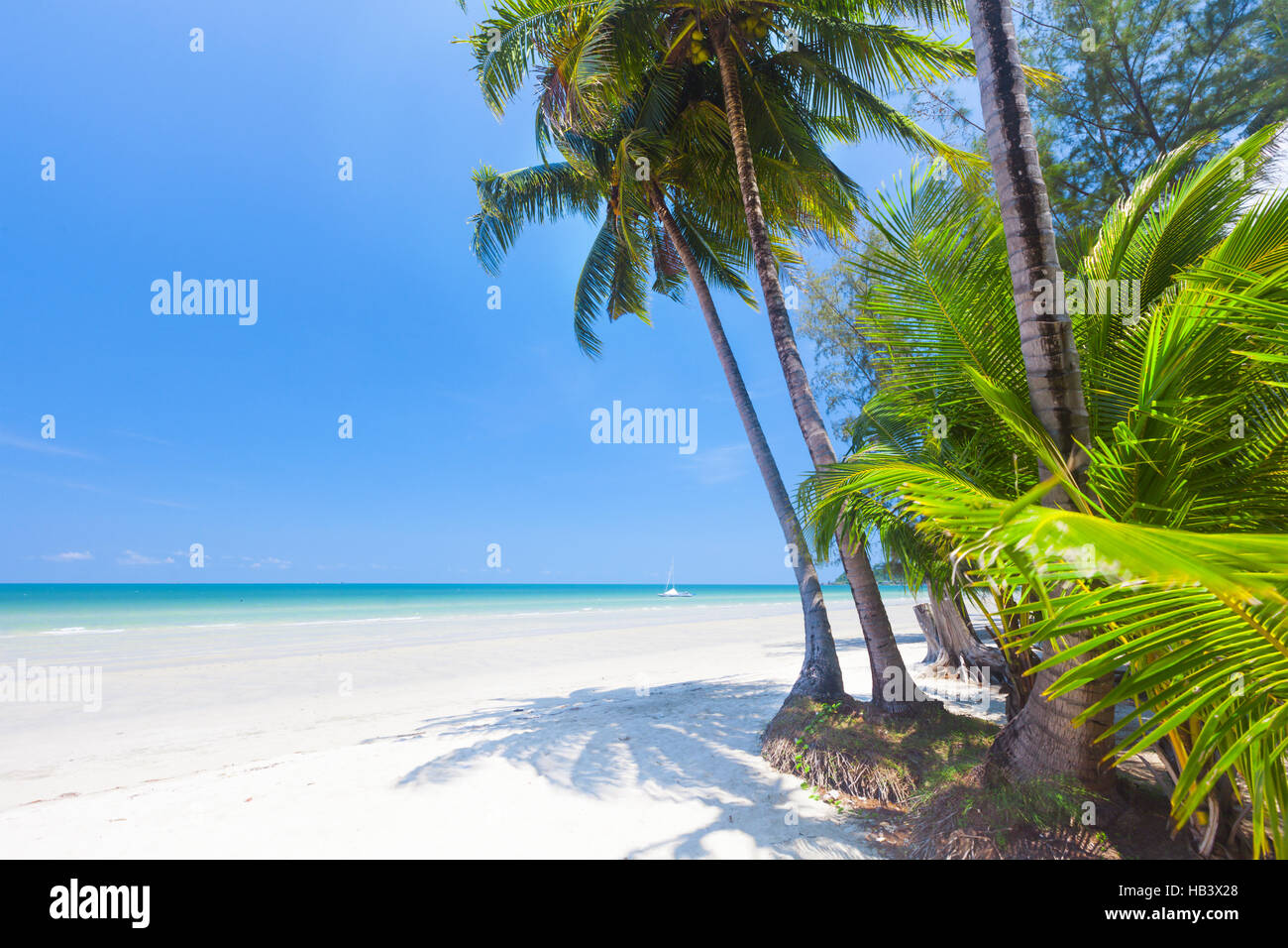 Palm tree beach scene hi-res stock photography and images - Alamy