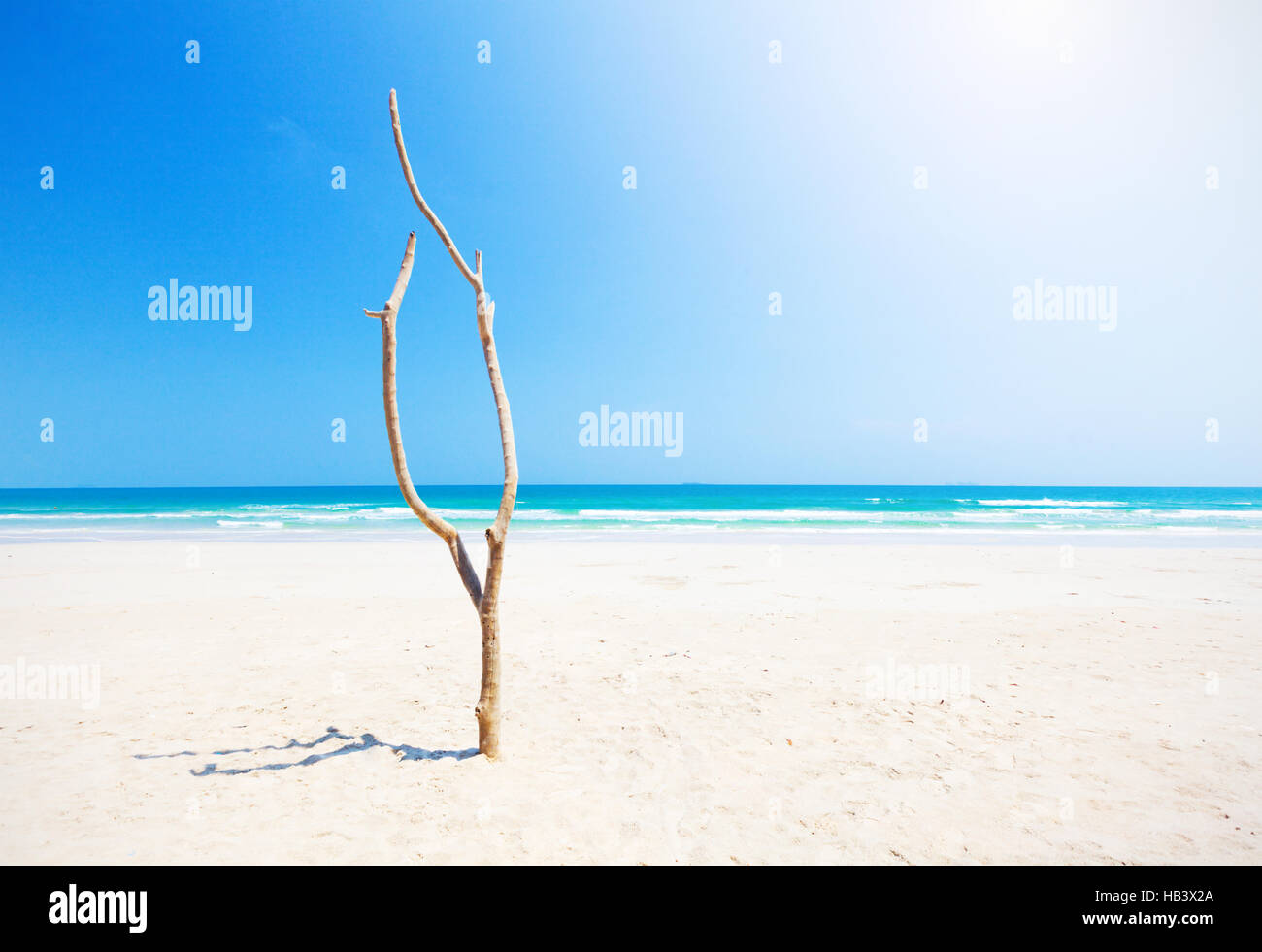 Dead tree on beautiful beach Stock Photo - Alamy