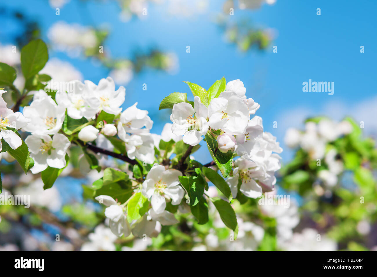 blossom apple tree Stock Photo - Alamy