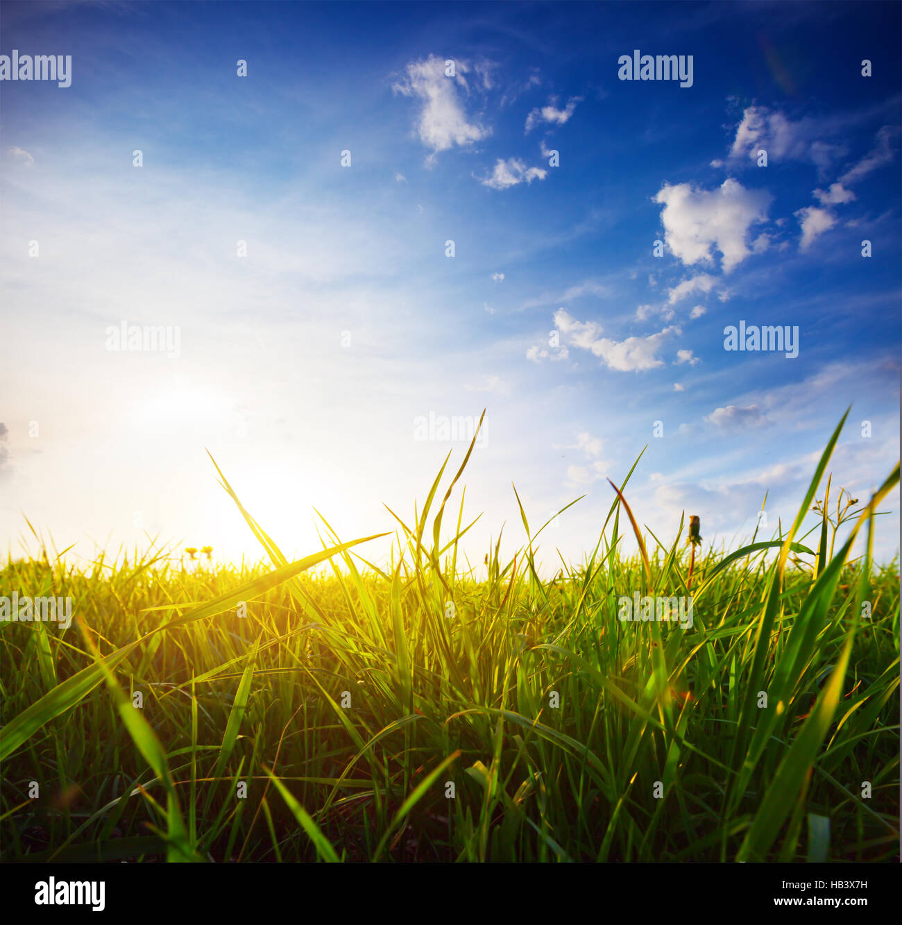 Beautiful green field sunset hi-res stock photography and images - Alamy