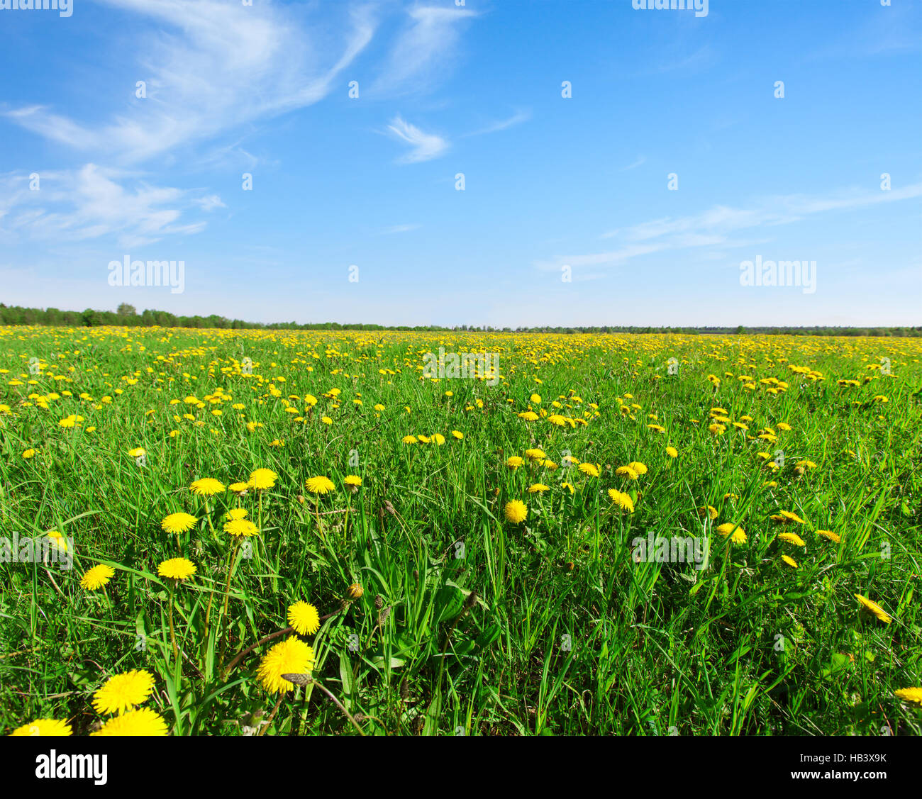 Yellow flowers field under blue sky Stock Photo - Alamy