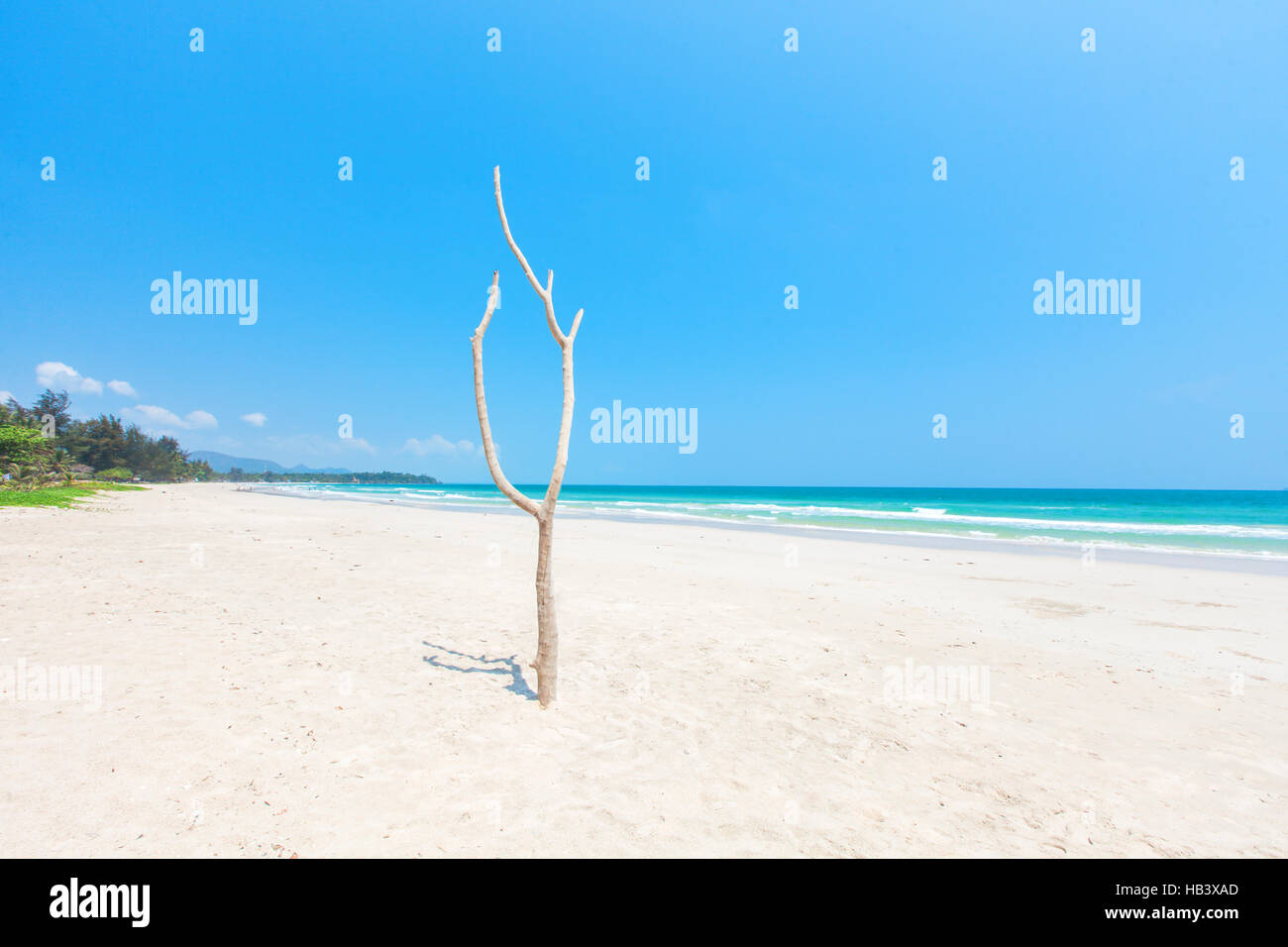Dead tree on beautiful beach Stock Photo - Alamy