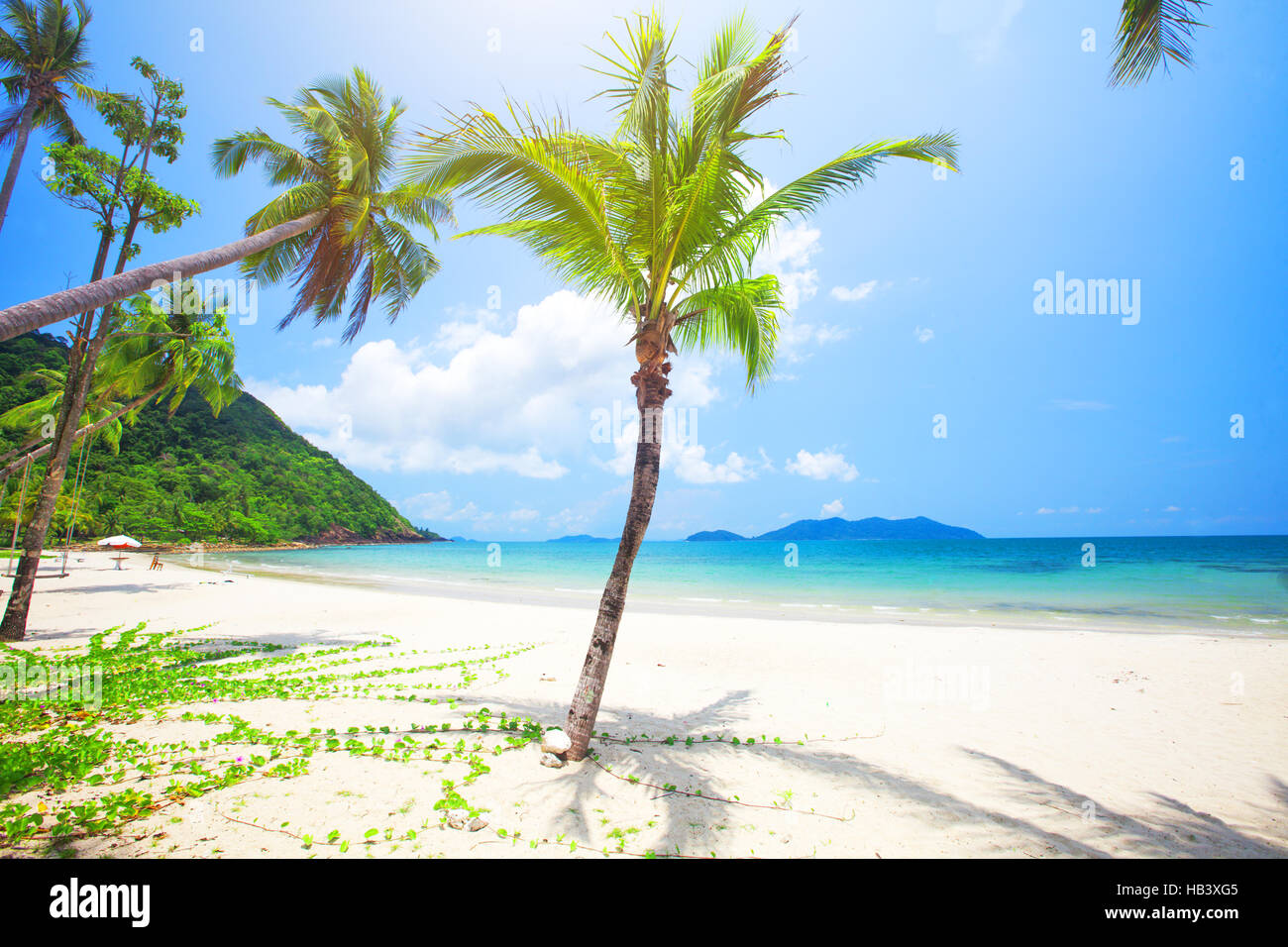 tropical beach with coconut palm Stock Photo - Alamy