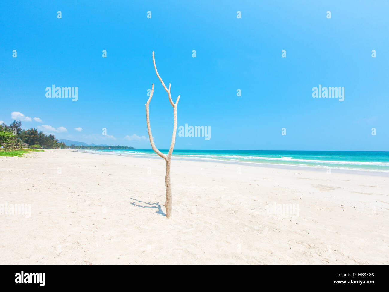 Dead Tree Beach Stock Photos & Dead Tree Beach Stock Images - Alamy