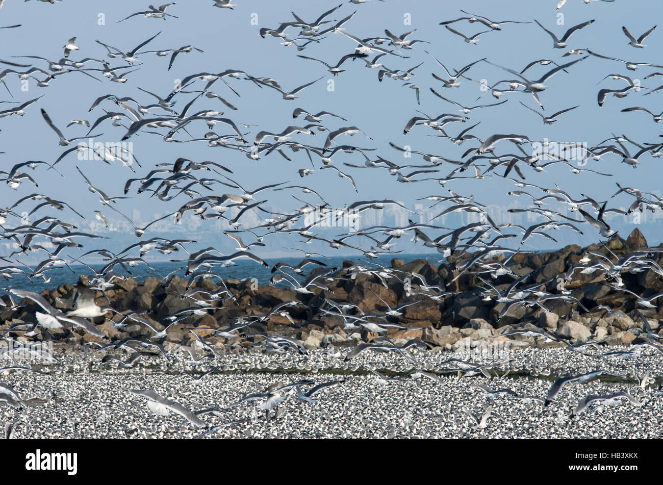 Flock of birds in La Punta, El Callao, Peru Stock Photo - Alamy
