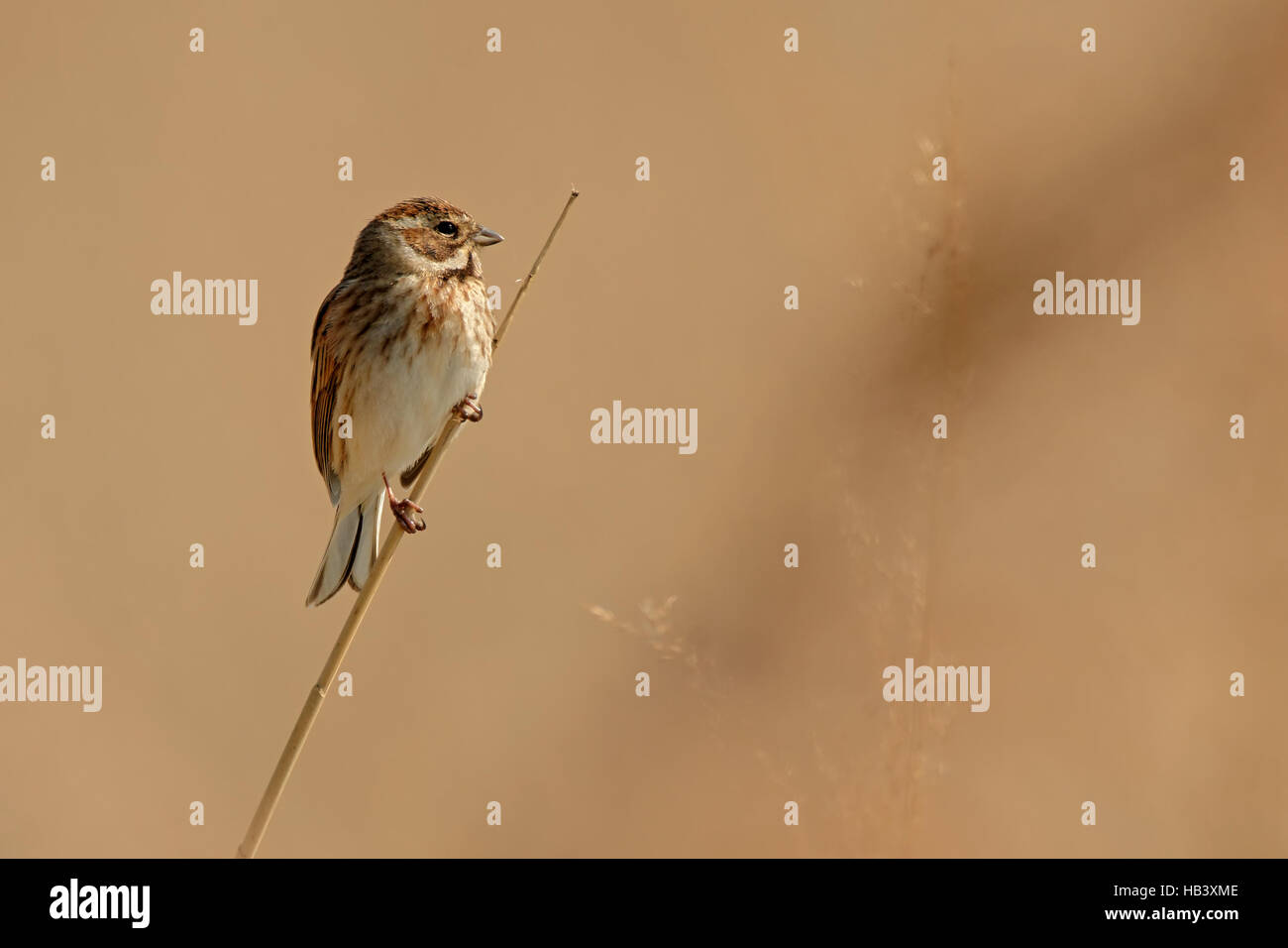 Common reed bunting Stock Photo - Alamy