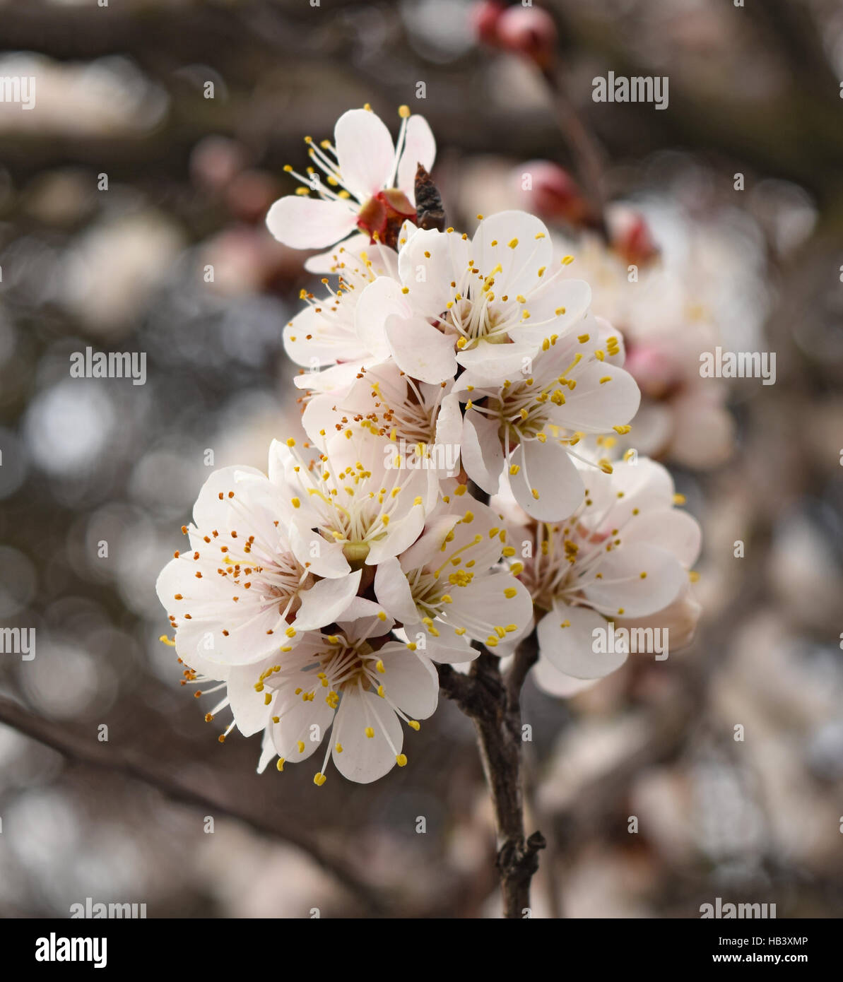 Blooming wild apricot in the garden Stock Photo - Alamy
