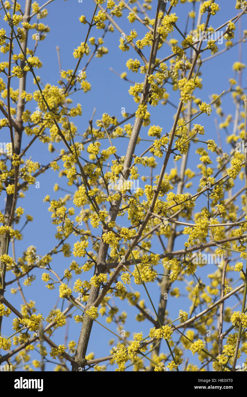 Cornus mas, European cornel Stock Photo - Alamy