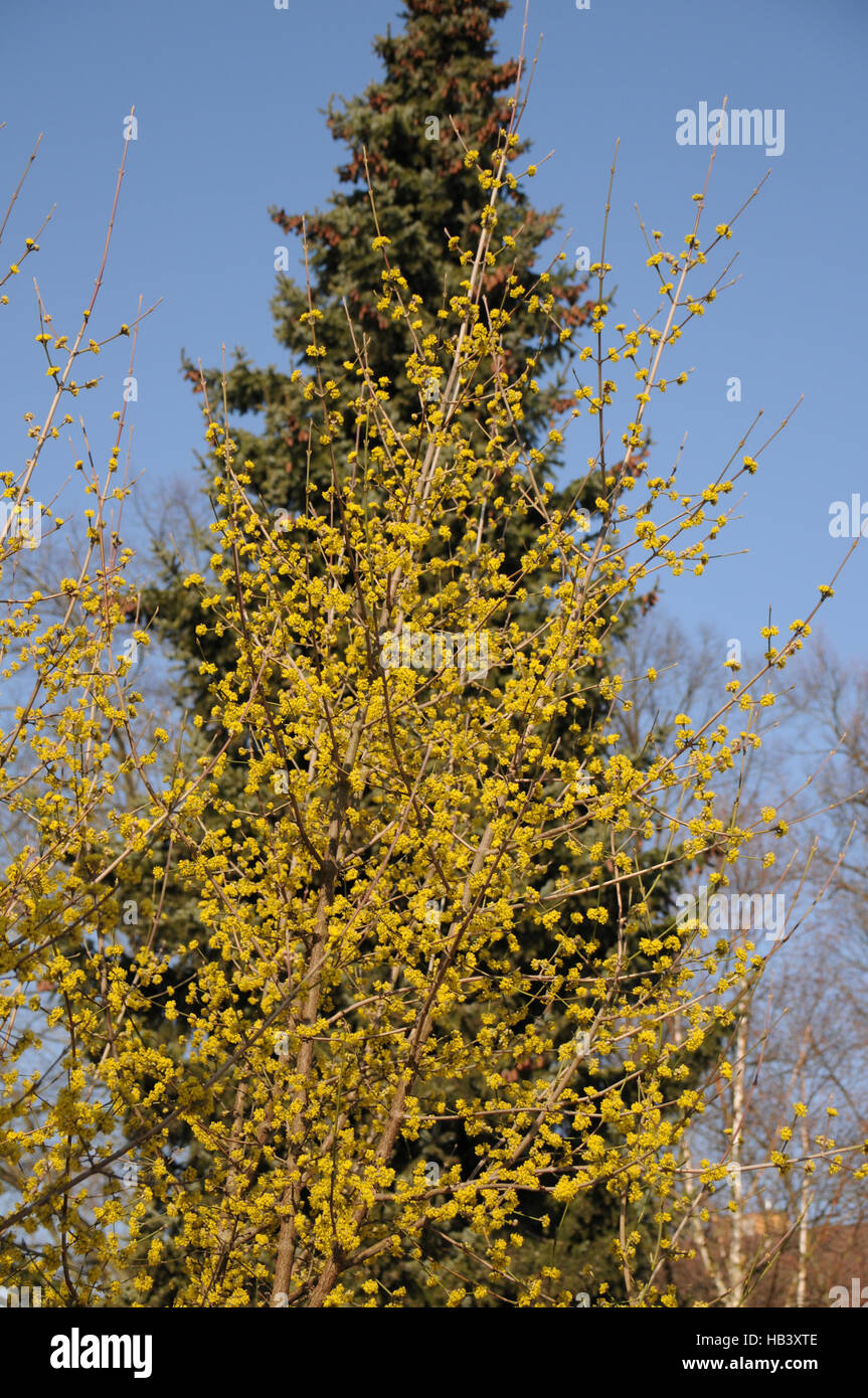 Cornus mas, European cornel Stock Photo - Alamy