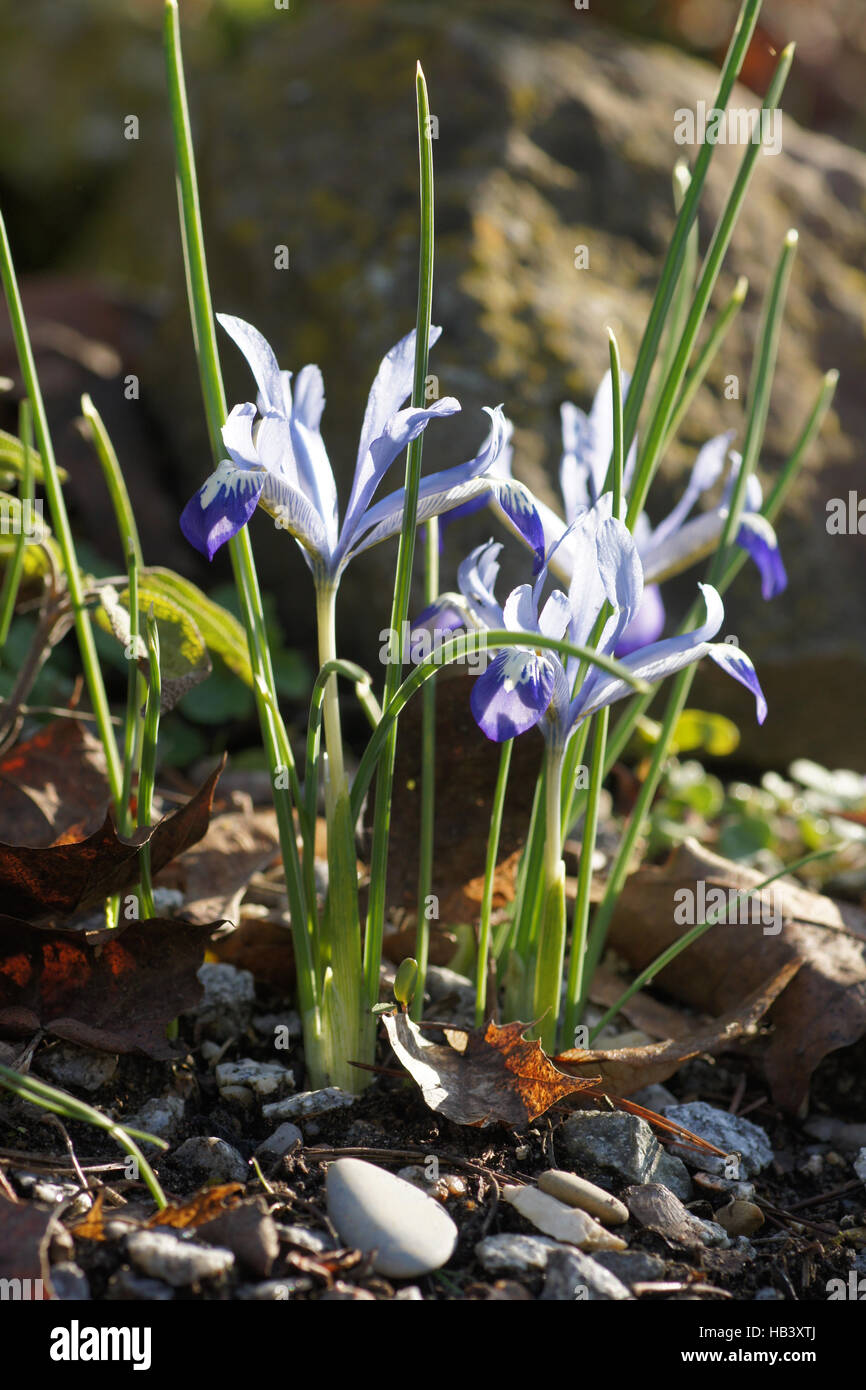 Iris reticulata, Dwarf iris Stock Photo - Alamy