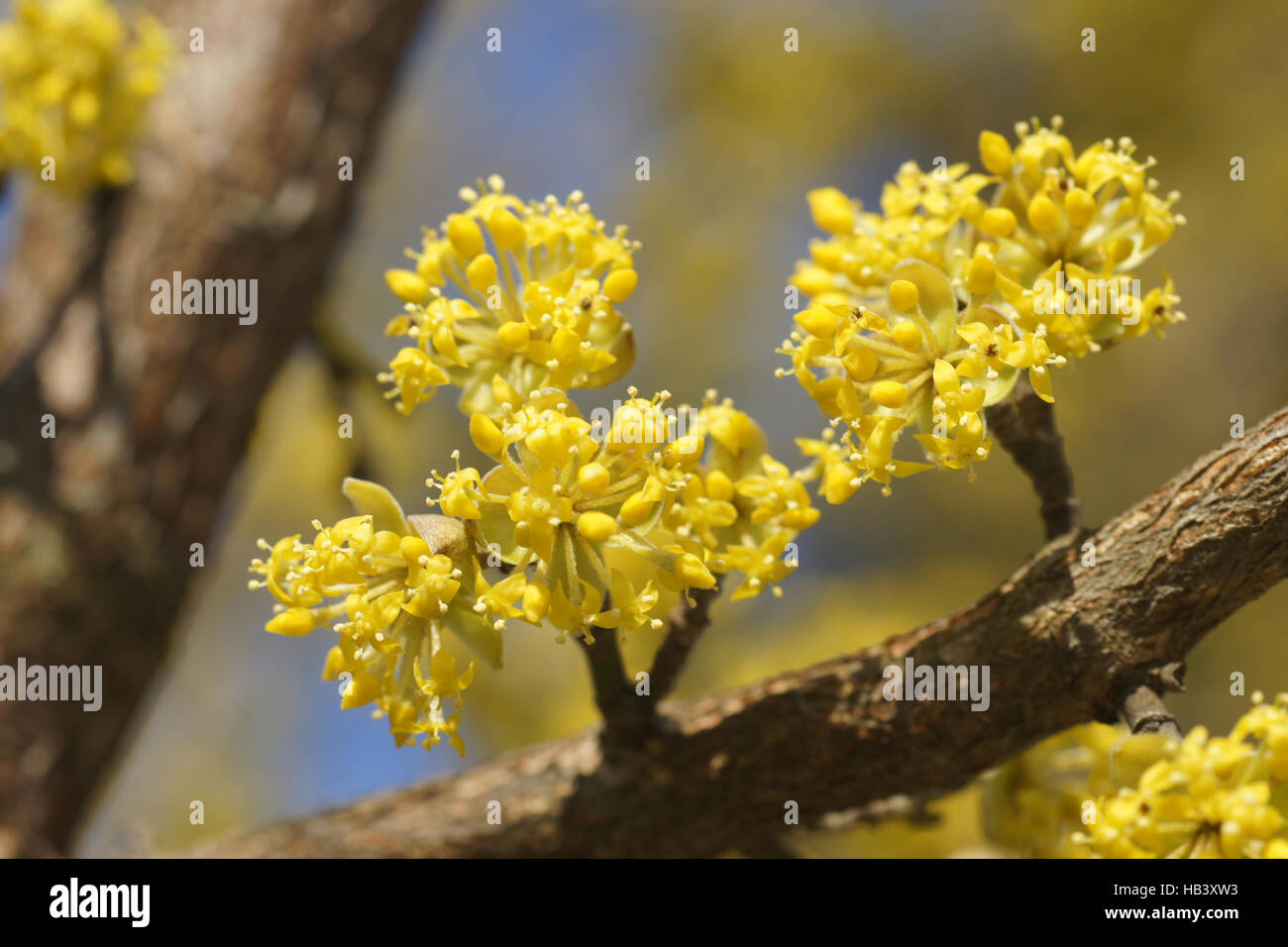 Cornus mas, European cornel Stock Photo - Alamy