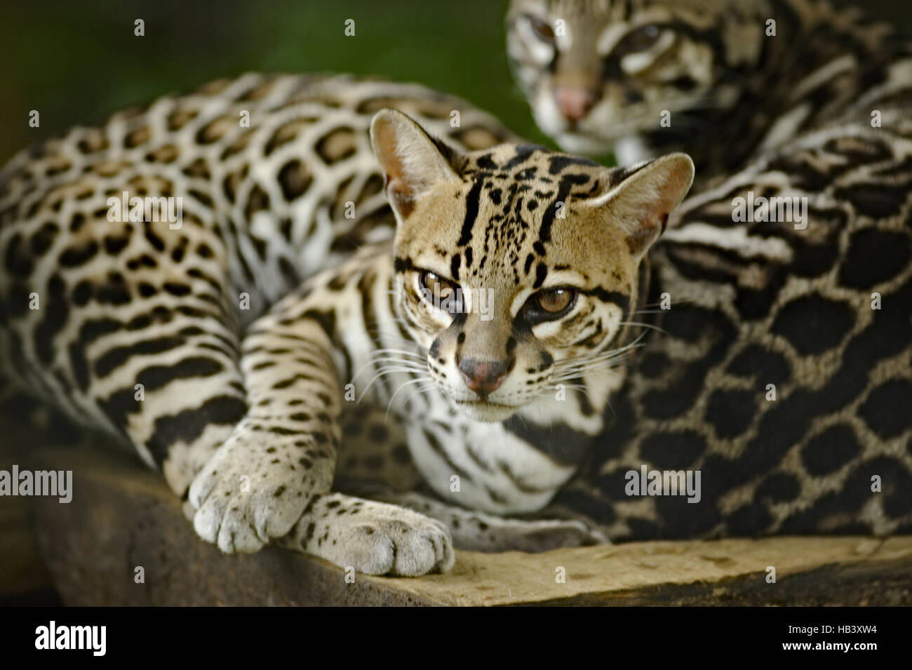Ocelot costa rica hi-res stock photography and images - Alamy