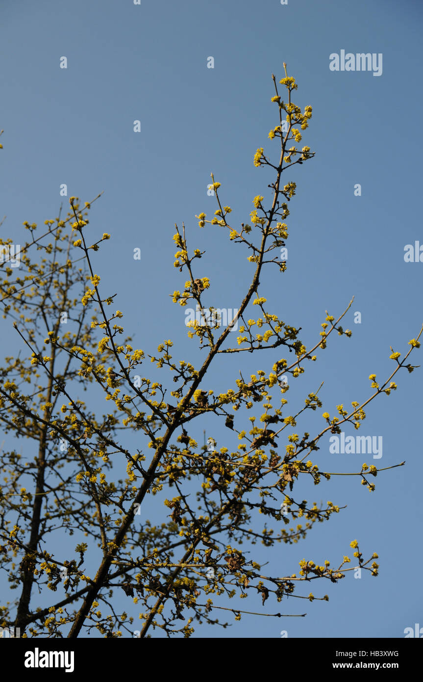 Cornus mas, European cornel Stock Photo - Alamy