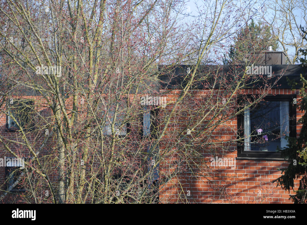 Ulmus minor, Field elm, flowering tree Stock Photo - Alamy