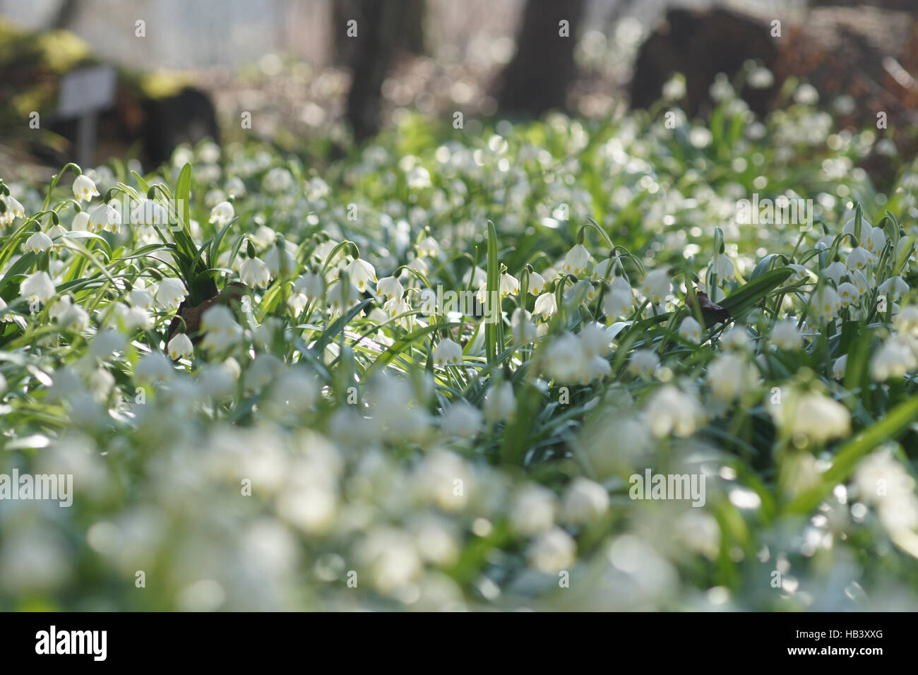 Leucojum vernum, Snowflake Stock Photo - Alamy