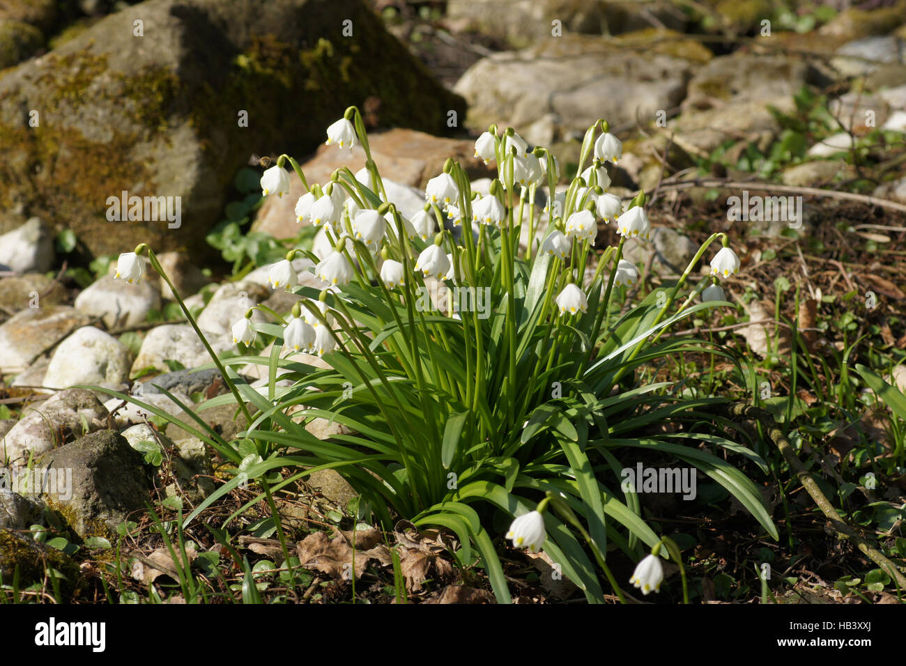 Leucojum vernum, Snowflake Stock Photo - Alamy