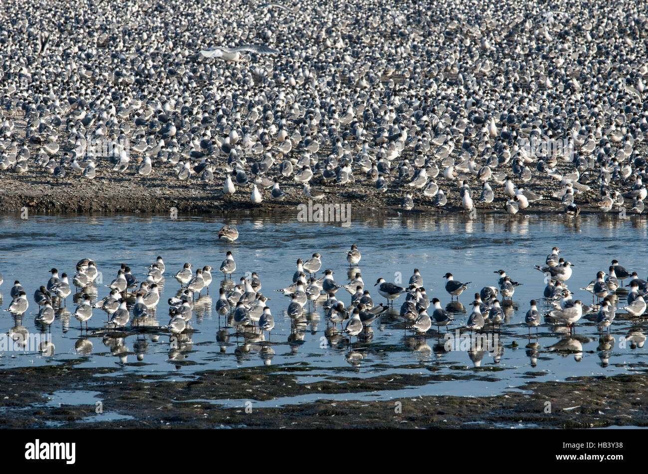 Flock of birds in La Punta, El Callao, Peru Stock Photo - Alamy