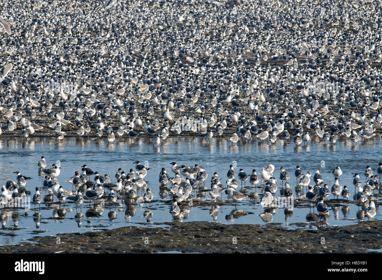 Flock of birds in La Punta, El Callao, Peru Stock Photo - Alamy