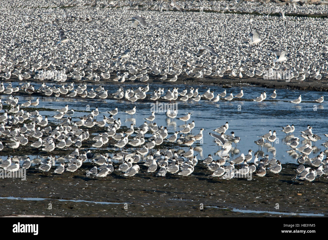 Flock of birds in La Punta, El Callao, Peru Stock Photo - Alamy