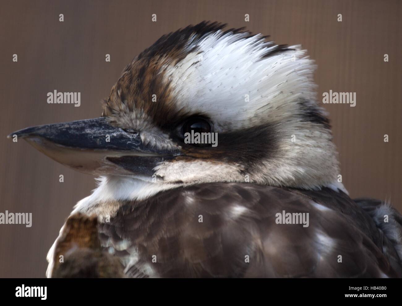 Jackass for hi-res stock photography and images - Alamy