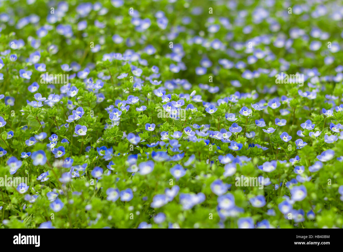 Blue flowers of Veronica Stock Photo - Alamy