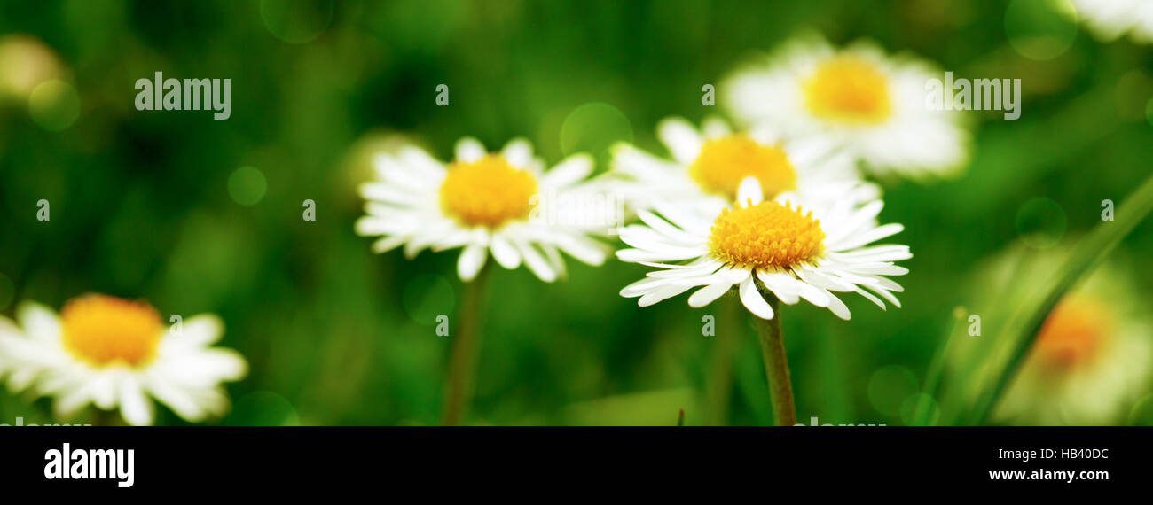 Daisy flower background Stock Photo - Alamy