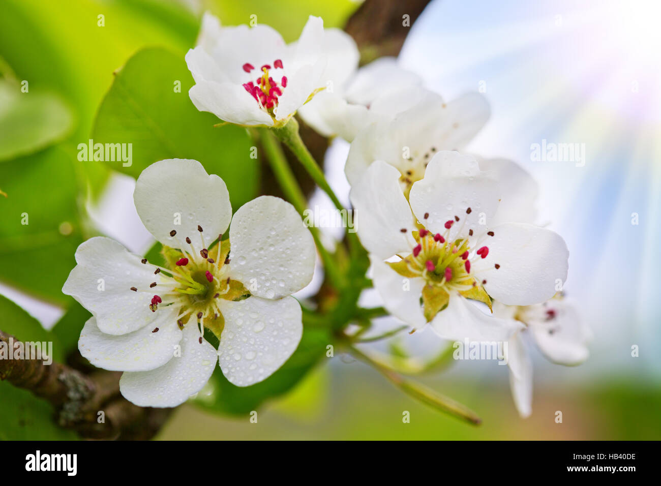 Closeup spring blossoming tree Stock Photo - Alamy