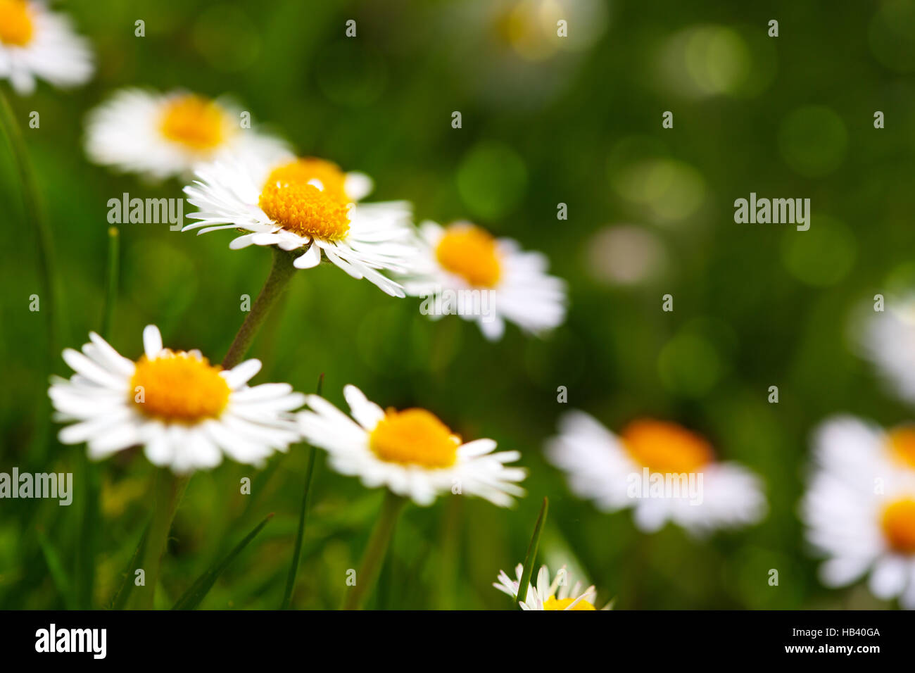 Daisy flower background Stock Photo - Alamy