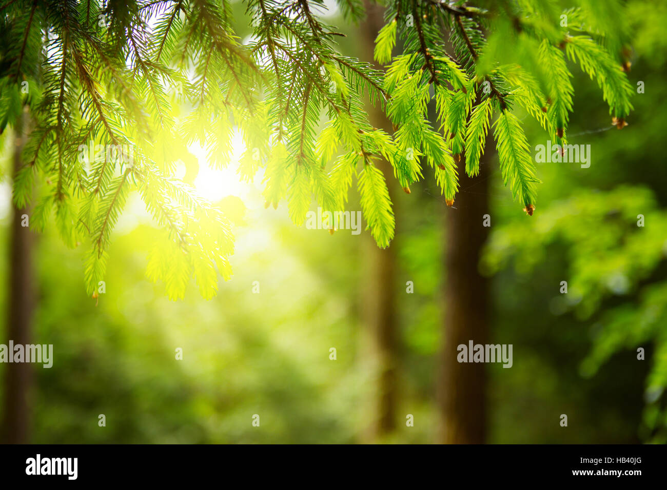 Sunlight in the green forest Stock Photo - Alamy