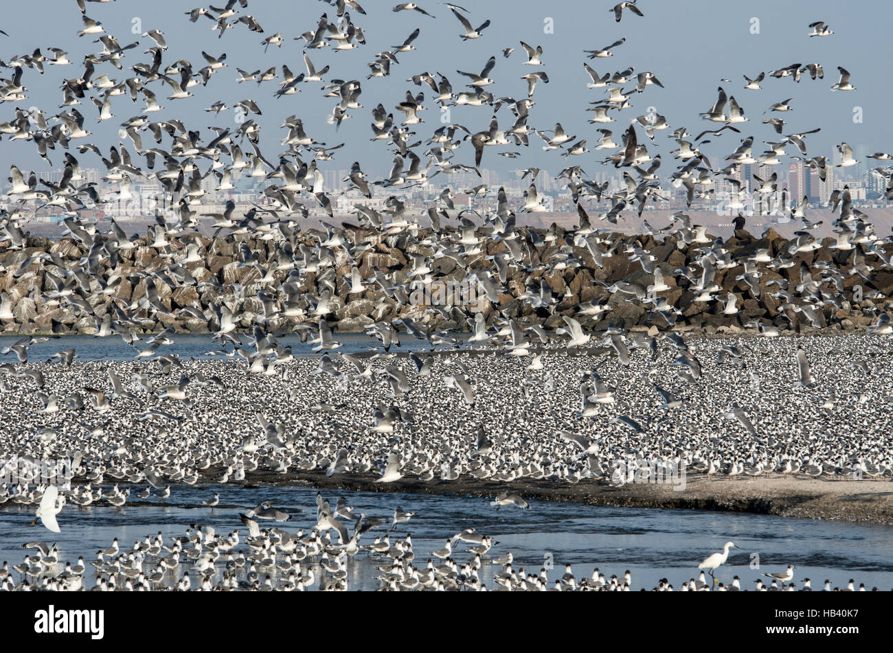 Flock of birds in La Punta, El Callao, Peru Stock Photo - Alamy