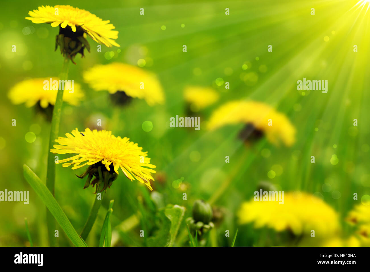 Yellow dandelion flowers Stock Photo - Alamy