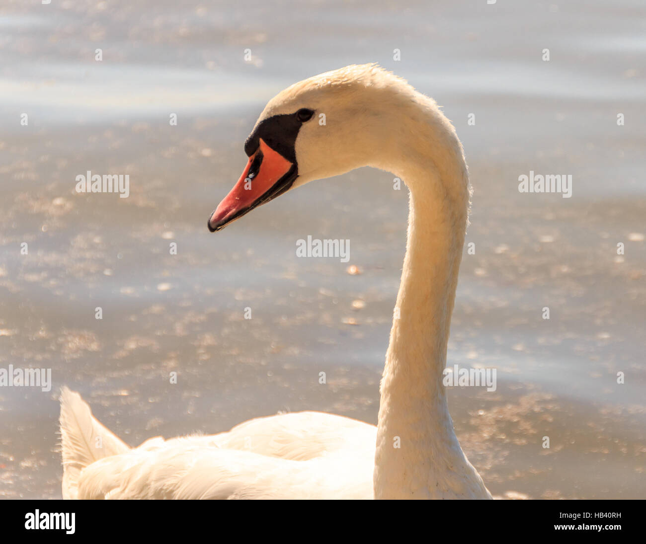Human swan hi-res stock photography and images - Alamy