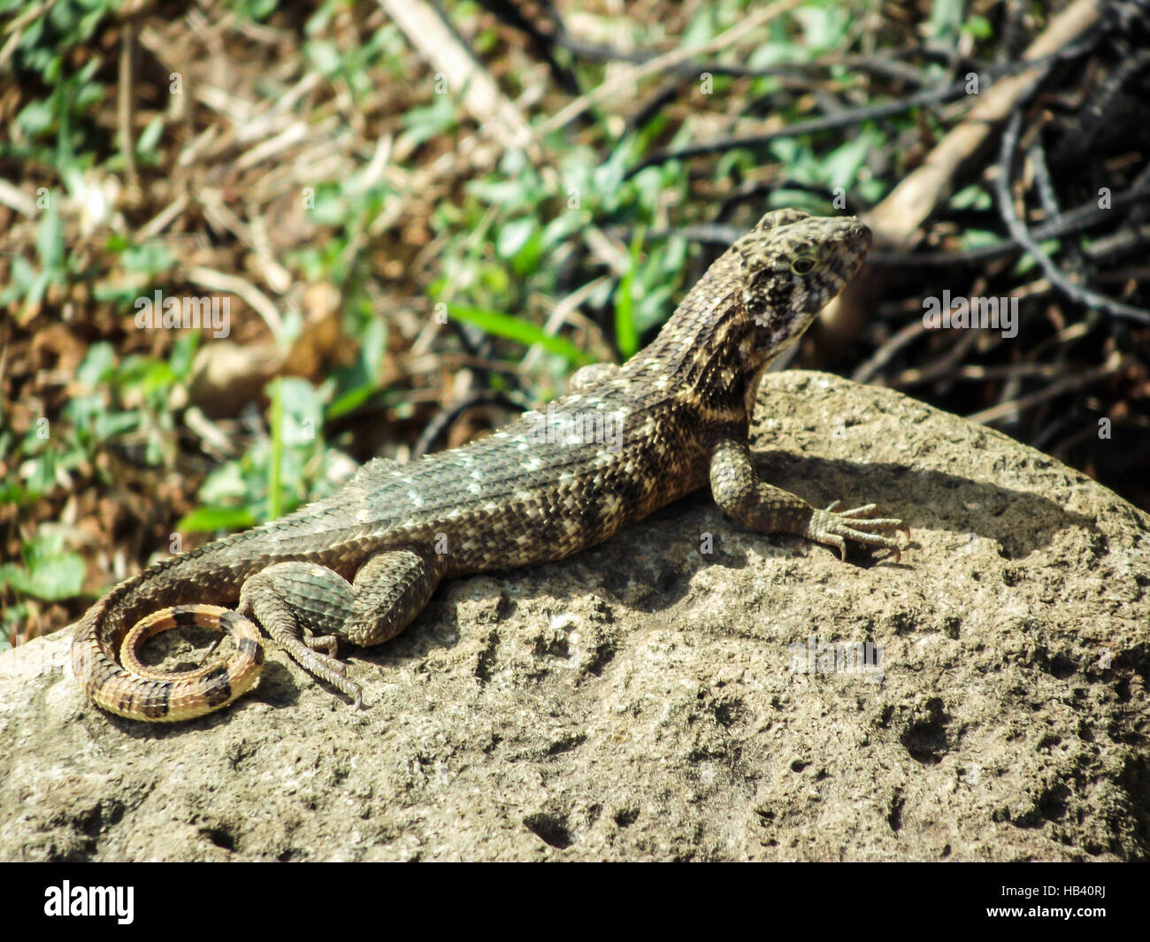 Lizard sunbathing hi-res stock photography and images - Alamy
