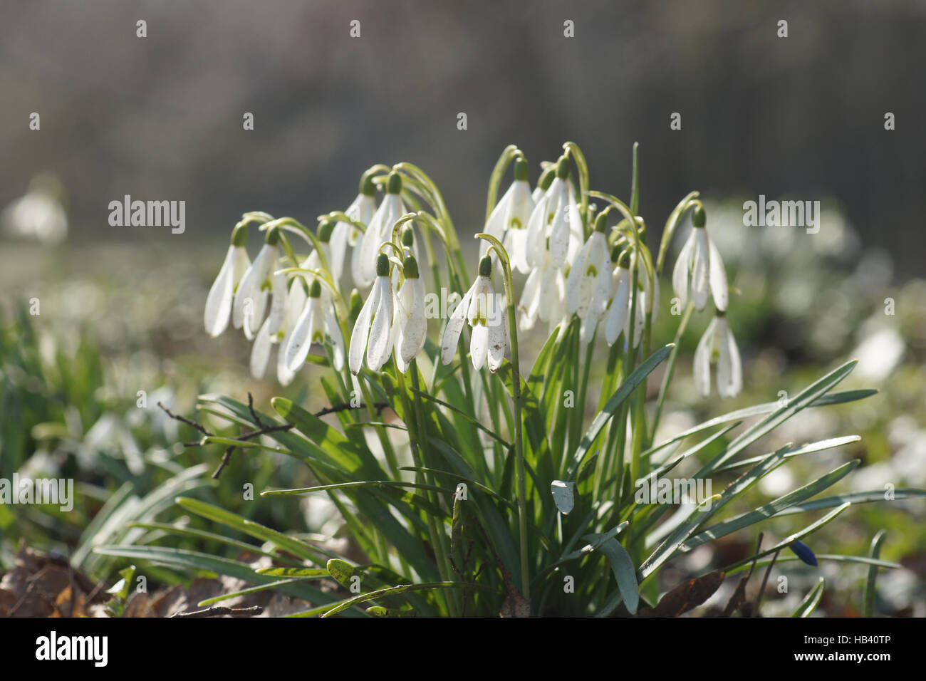Galanthus nivalis garten hi-res stock photography and images - Alamy