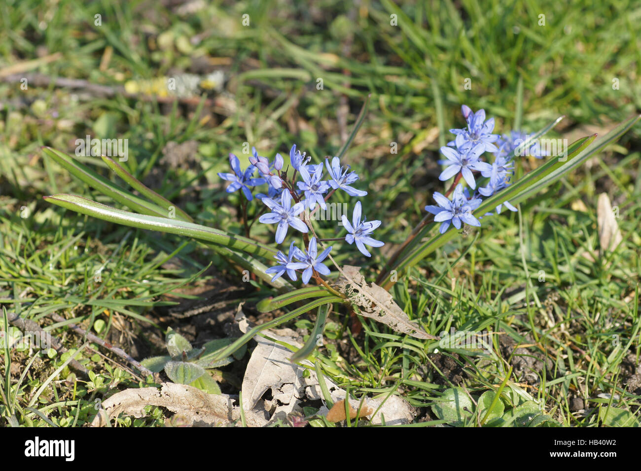 Scilla bifolia, Alpine squill Stock Photo - Alamy