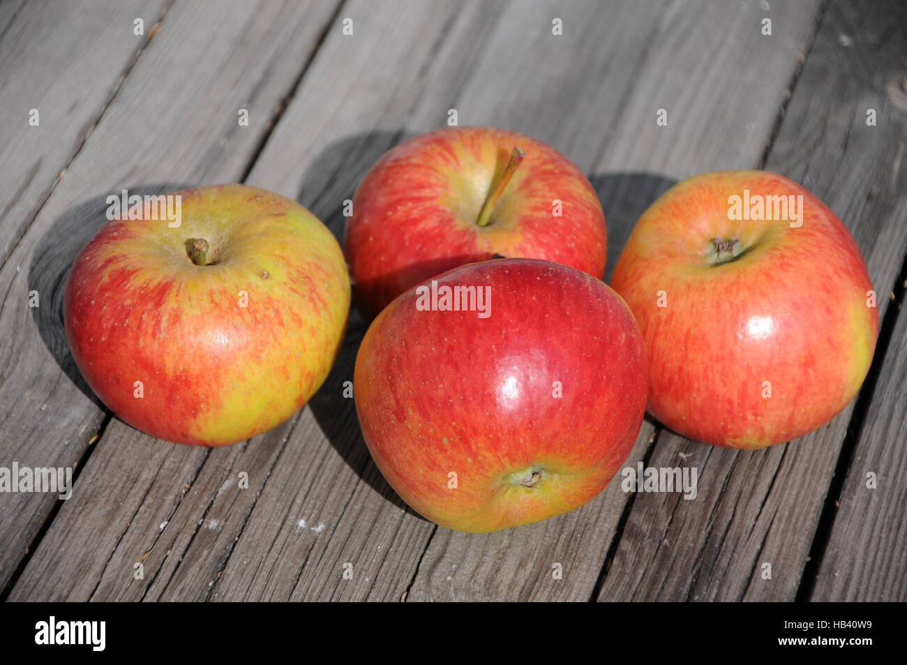 Malus domestica Elstar, Apple Stock Photo - Alamy