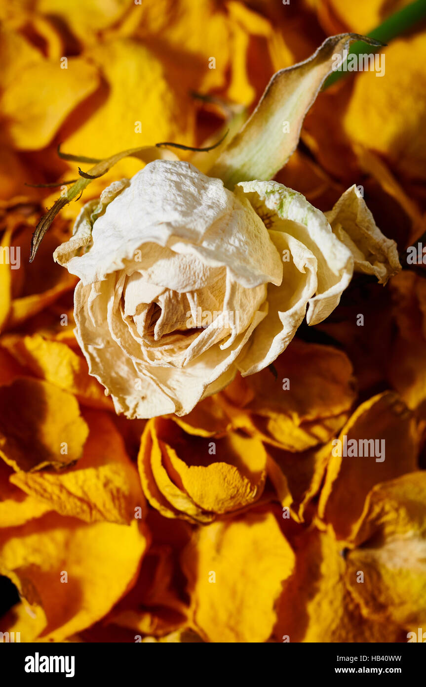 Withered White Rose on Yellow Rose Petals Stock Photo - Alamy