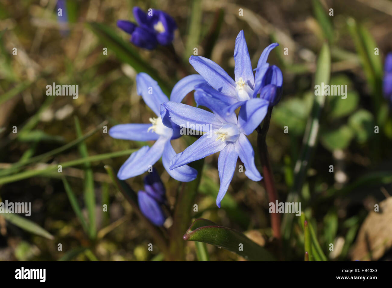 Scilla bifolia, Alpine squill Stock Photo - Alamy