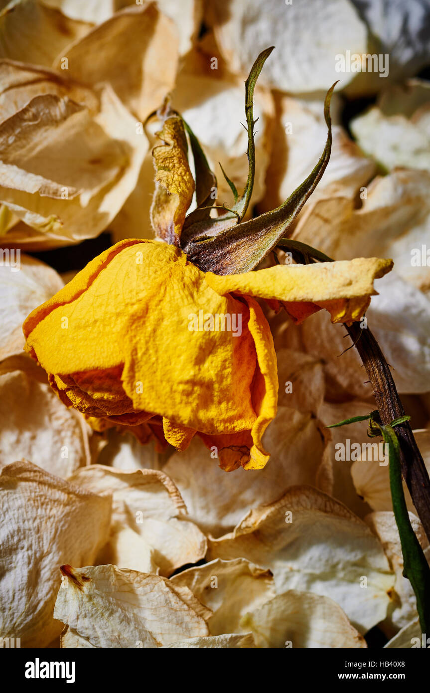 Withered Yellow Rose on White Rose Petals Stock Photo - Alamy