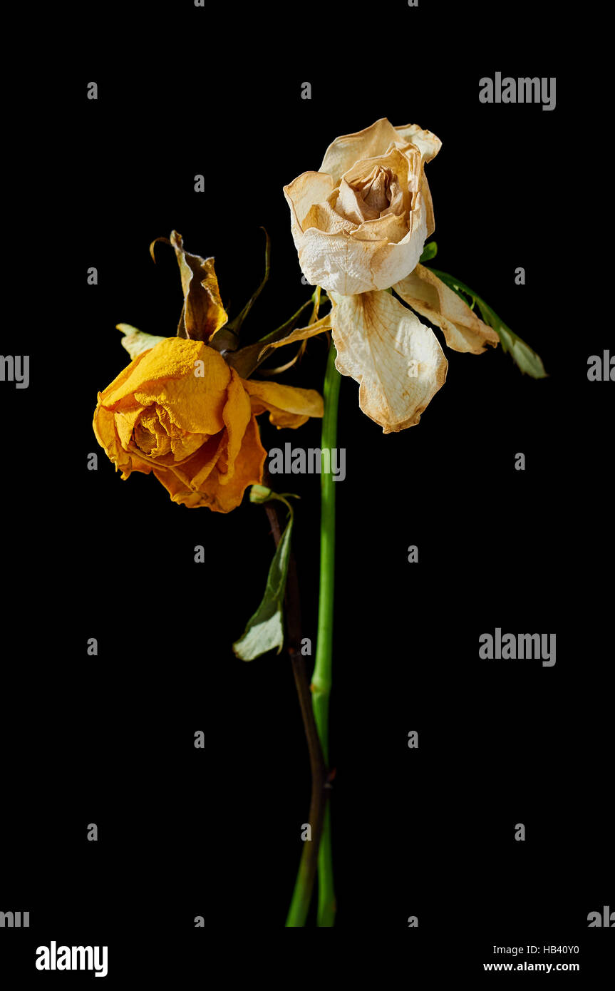Two Withered Roses Stock Photo - Alamy