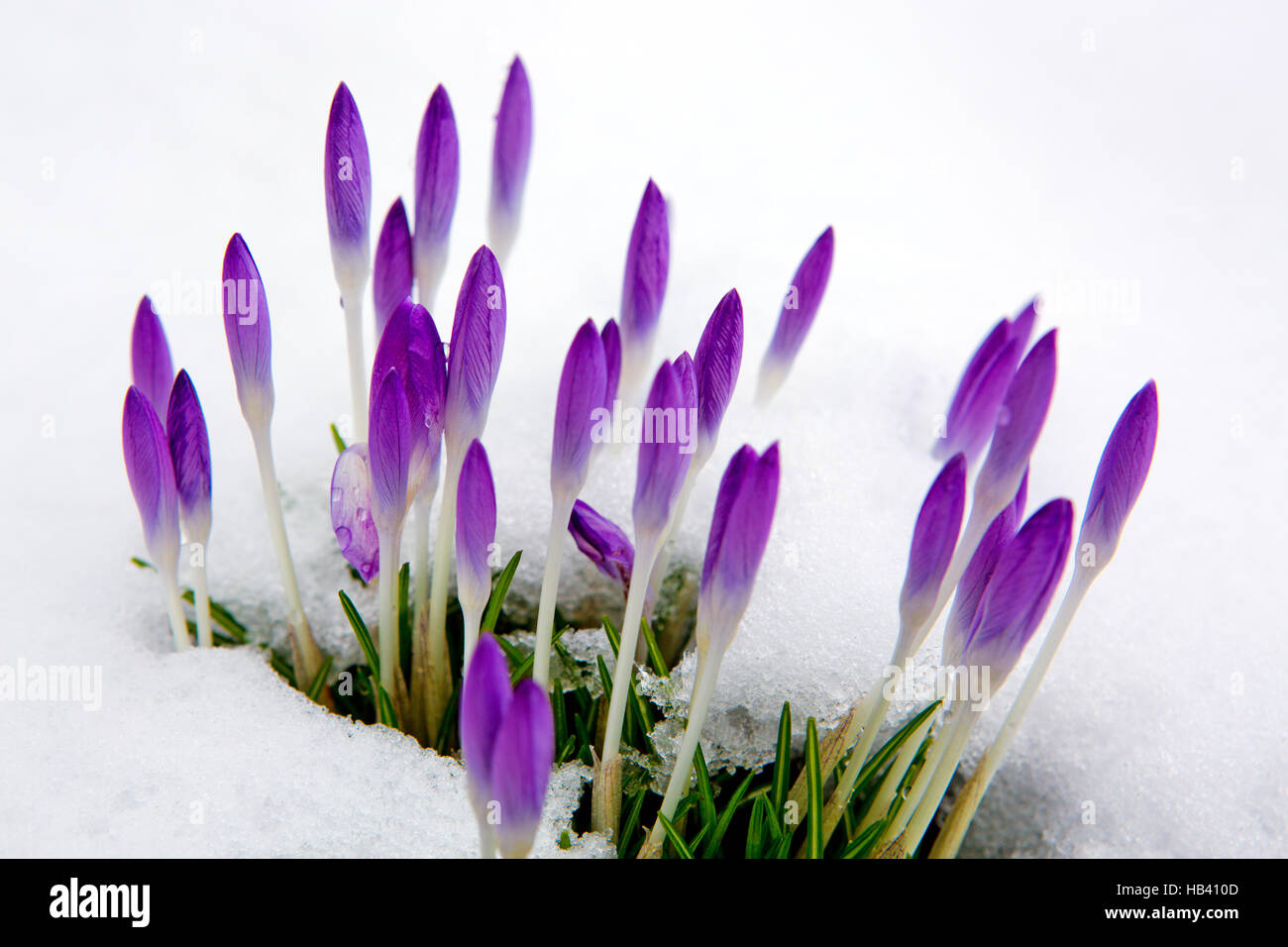 Crocuses snow hi-res stock photography and images - Alamy