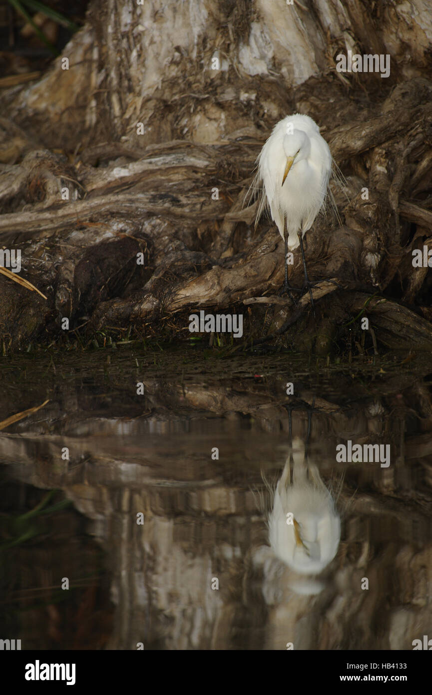 Great White Egret Stock Photo - Alamy