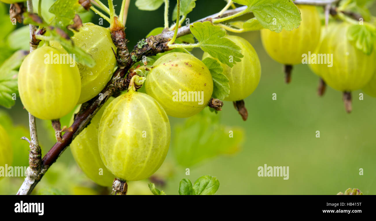 Grows ripe gooseberries on a branch Stock Photo - Alamy