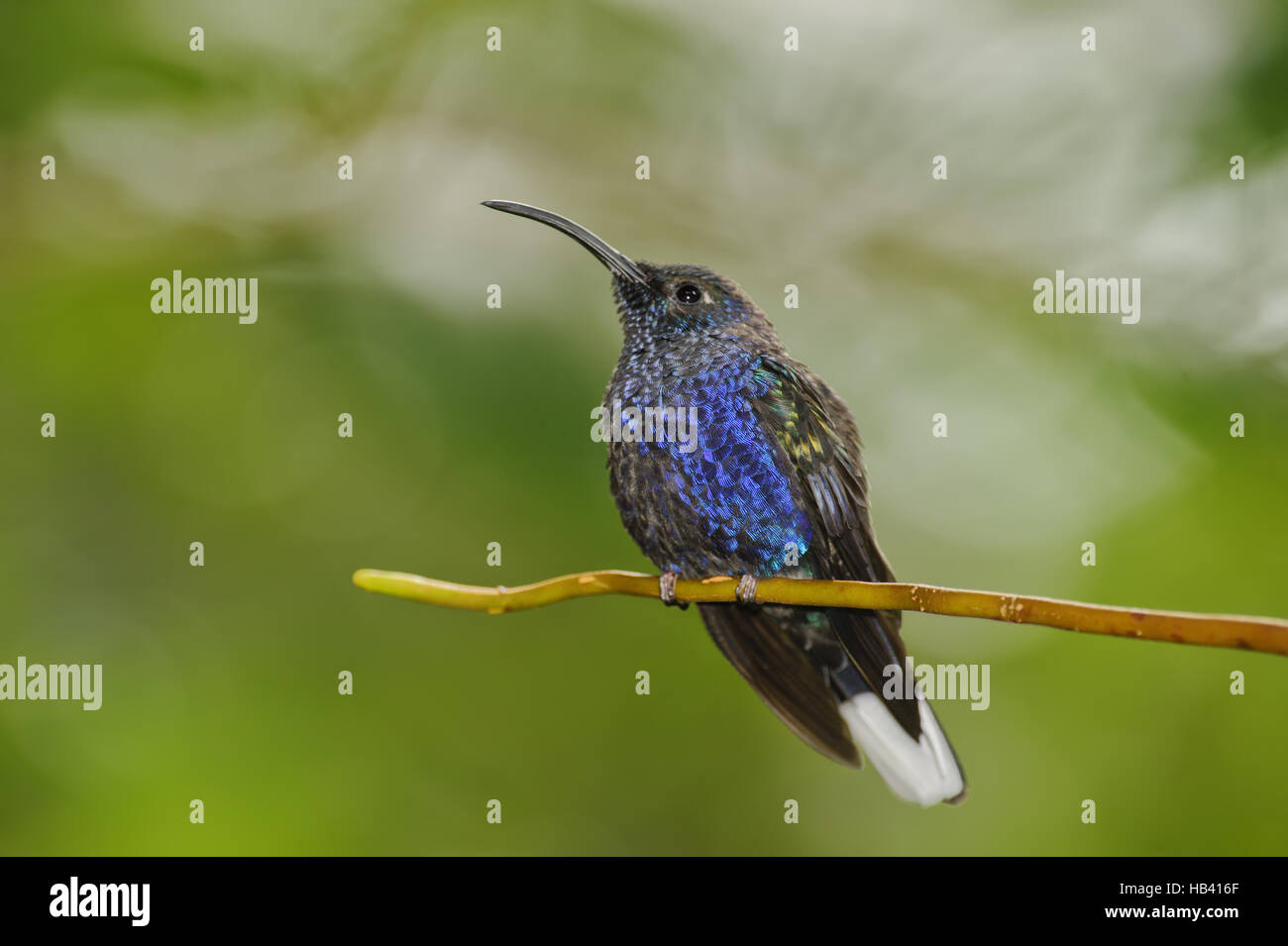 Blue colibri hi-res stock photography and images - Alamy