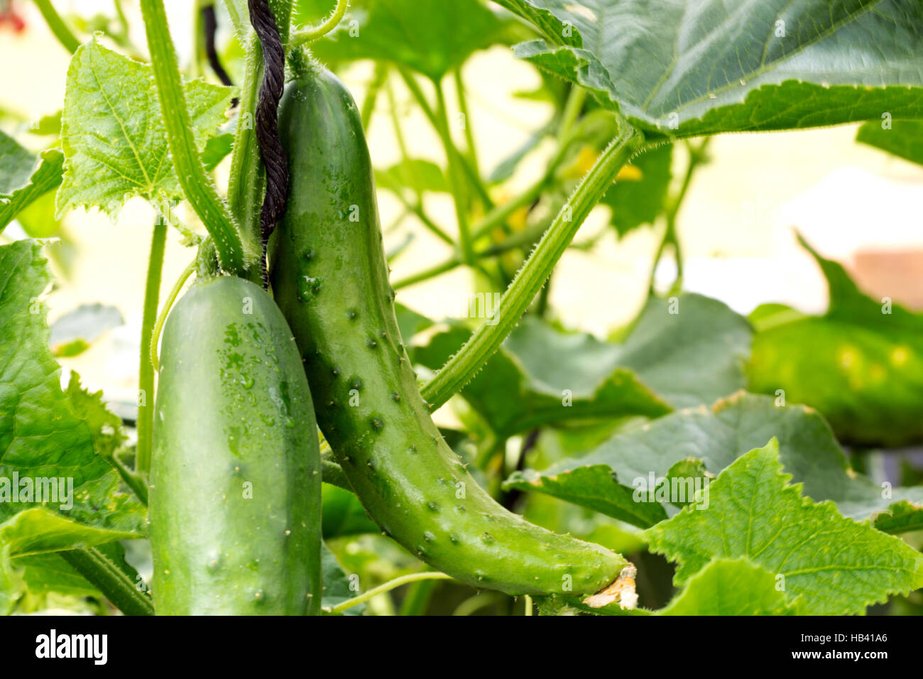 Large thin cucumber in summer garden Stock Photo - Alamy