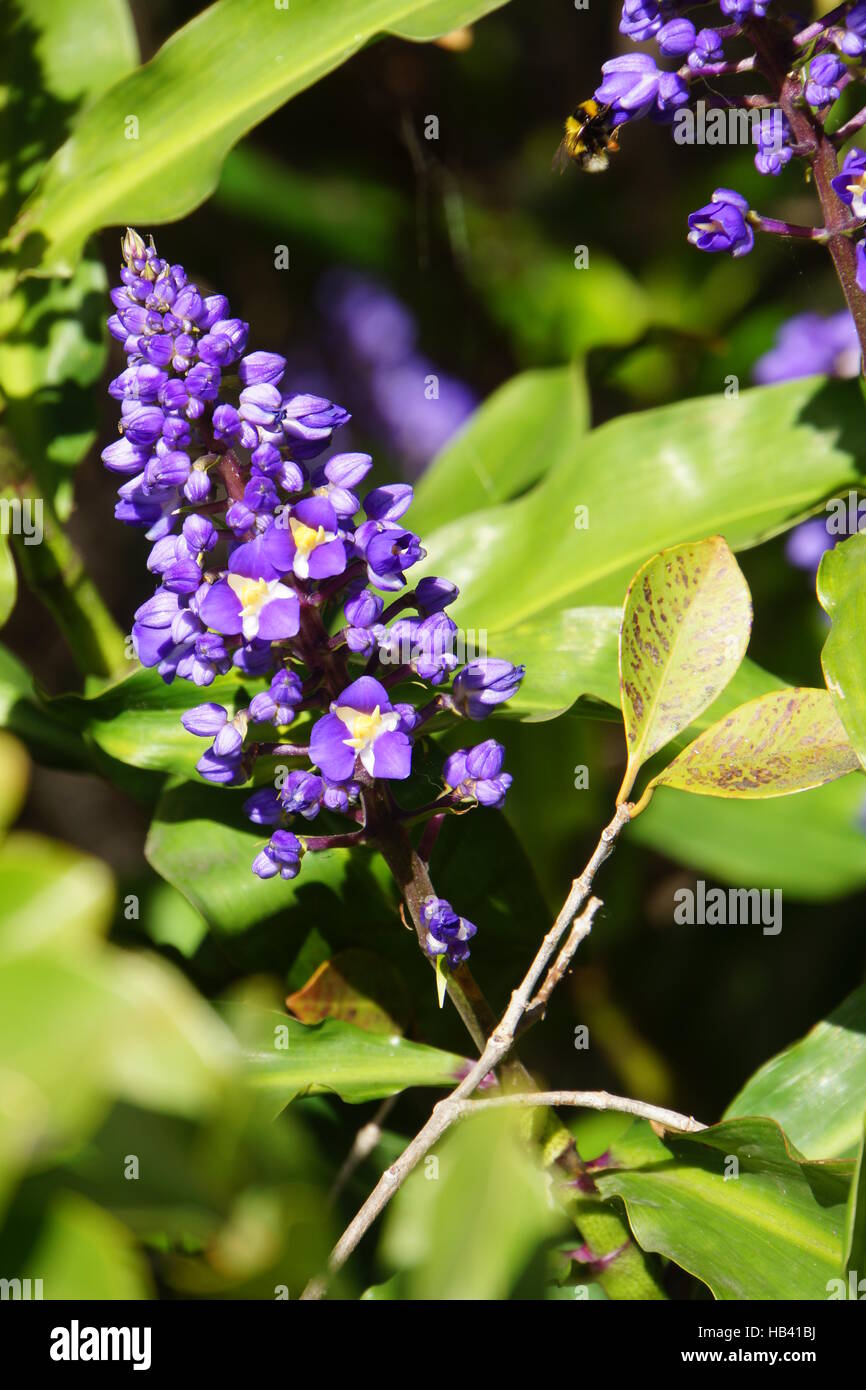 Dichorisandra blue ginger hi-res stock photography and images - Alamy