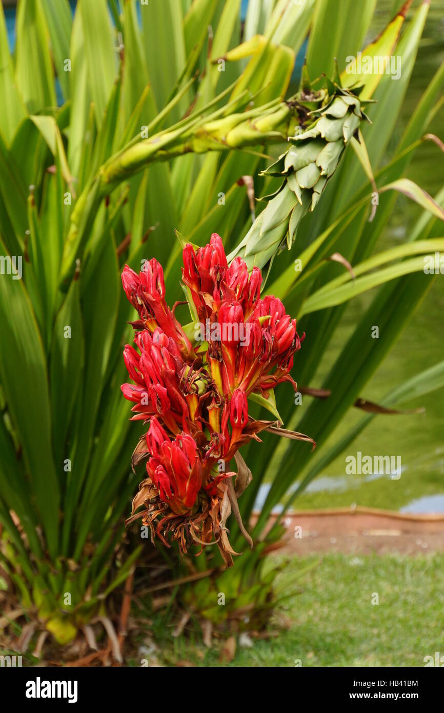 giant spear lily Stock Photo - Alamy