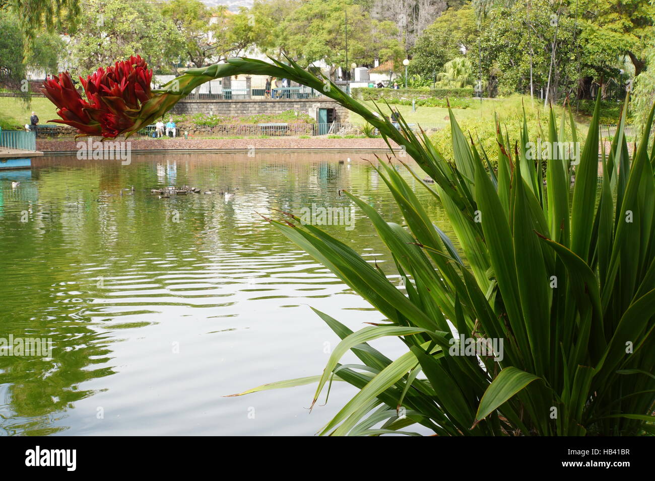Spear lily hi-res stock photography and images - Alamy