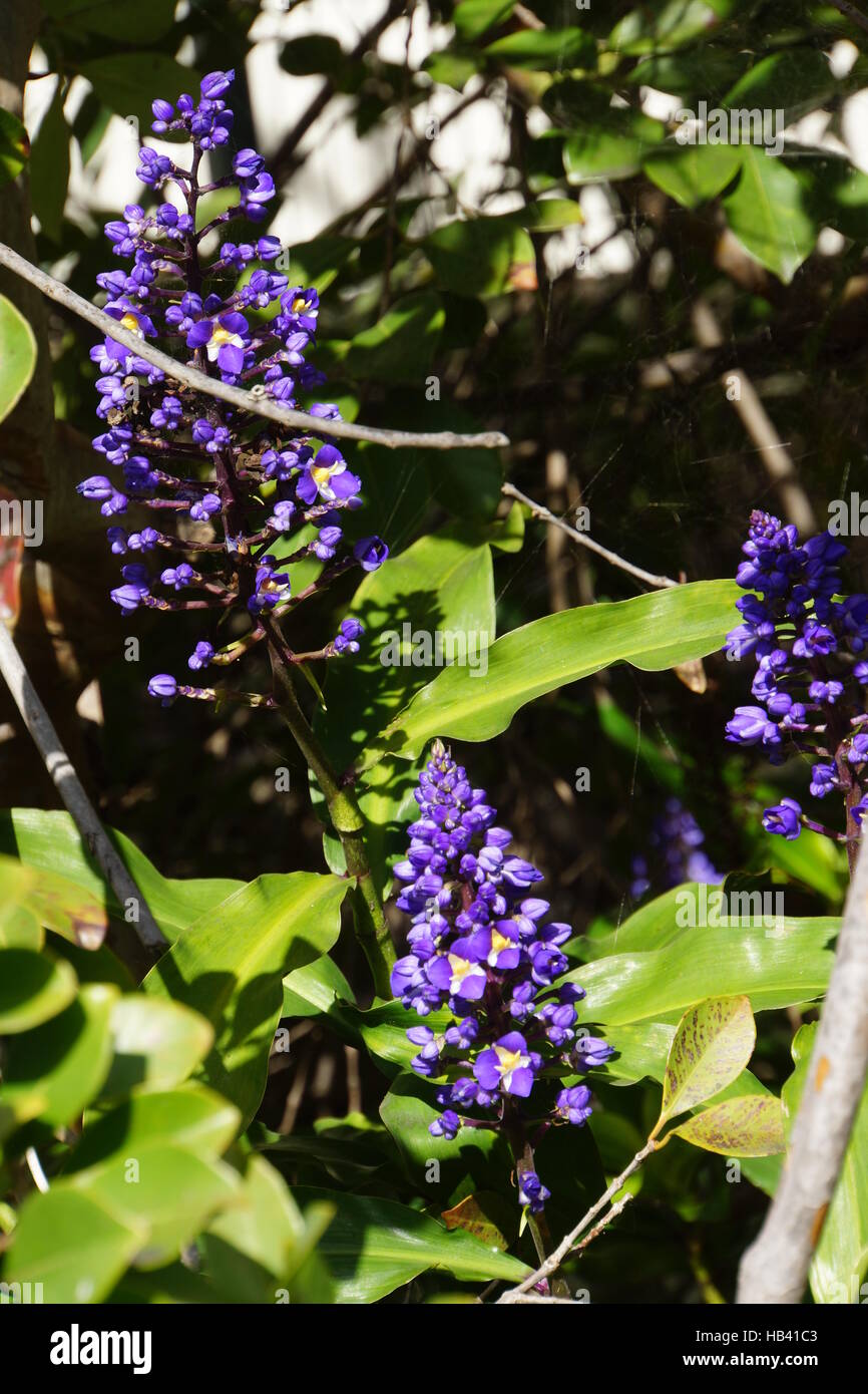 Dichorisandra blue ginger hi-res stock photography and images - Alamy