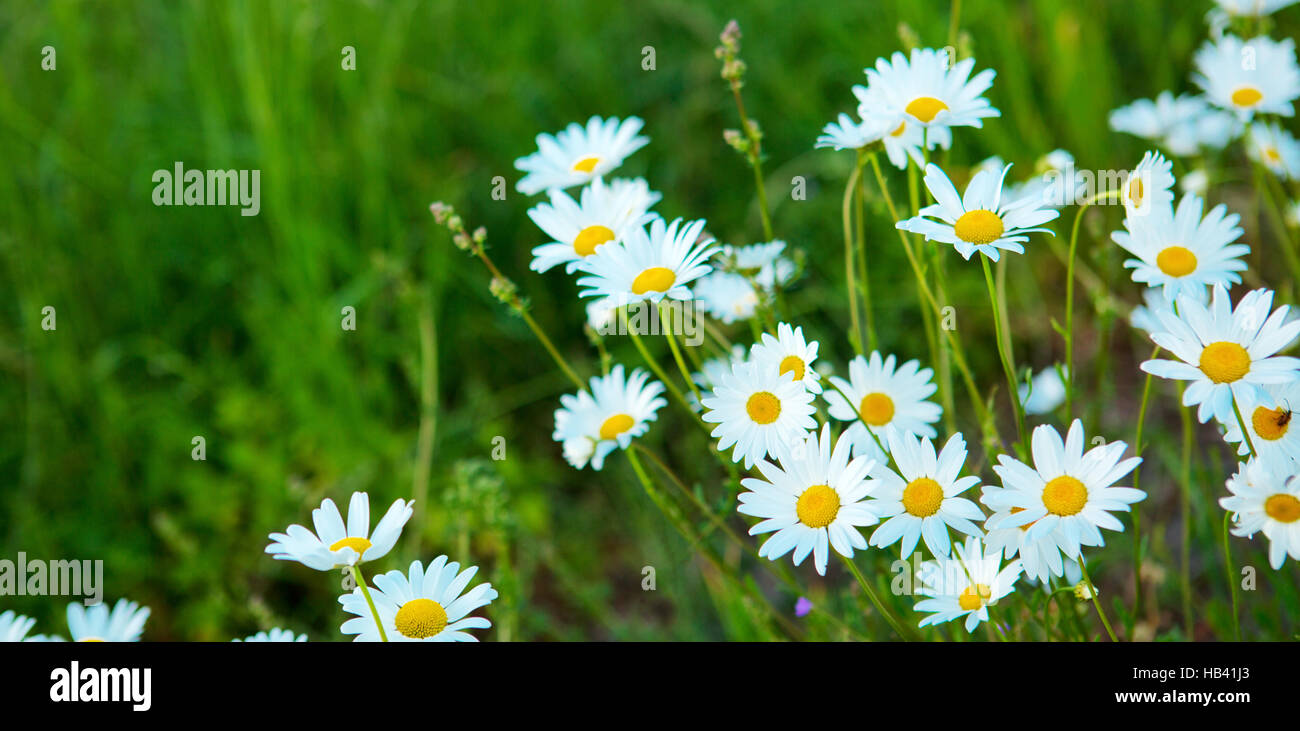 Wild growing marguerites Stock Photo - Alamy